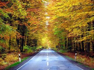 Sachsenwald - größtes Waldgebiet in Schleswig-Holstein