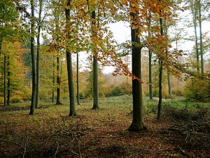 Sachsenwald - größtes Waldgebiet in Schleswig-Holstein